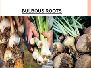 Basic principles of vegetables cookery | PPTX