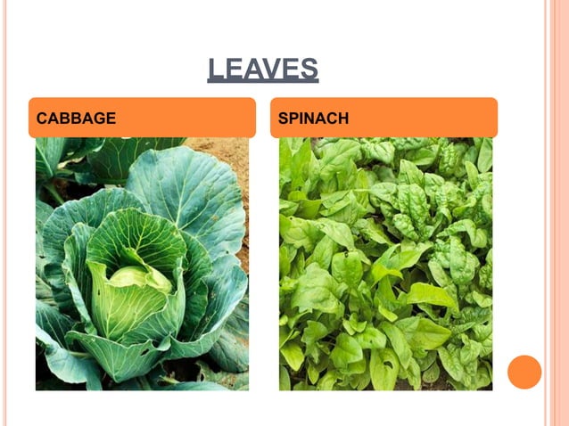 Basic principles of vegetables cookery | PPTX | Gardening | Home & Garden