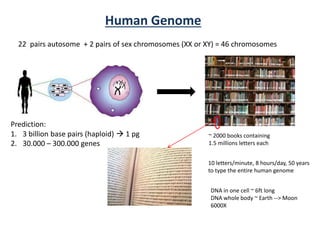 Basic Princle of Human Genetic_2023.pptx