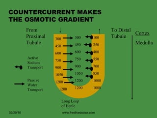 Basic Processes Of Kidney | PPT