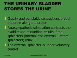 Basic Processes Of Kidney | PPT