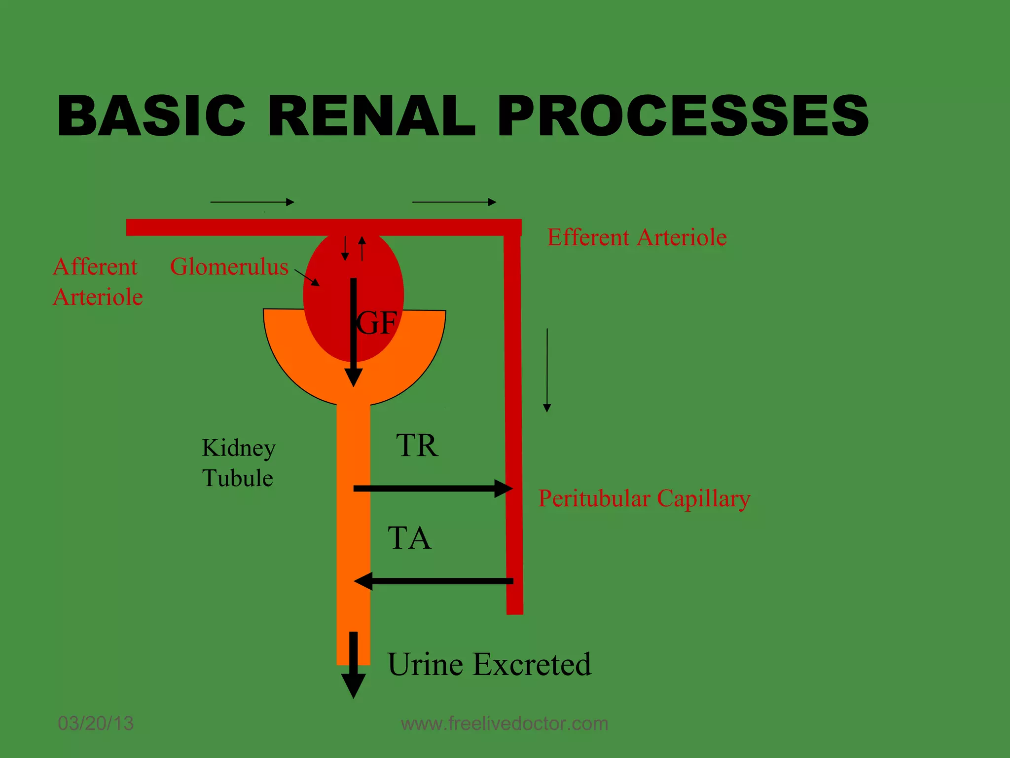 Basicprocessesofkidney 100408015158-phpapp01 | PPT