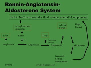 Basic Processes Of Kidney | PPT