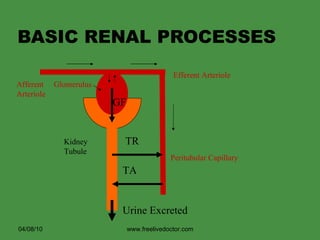 Basic Processes Of Kidney | PPT