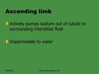 Basic Processes Of Kidney | PPT