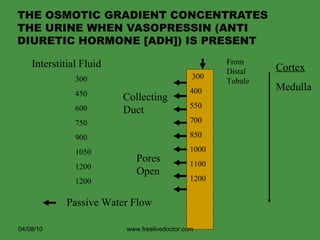 Basic Processes Of Kidney | PPT