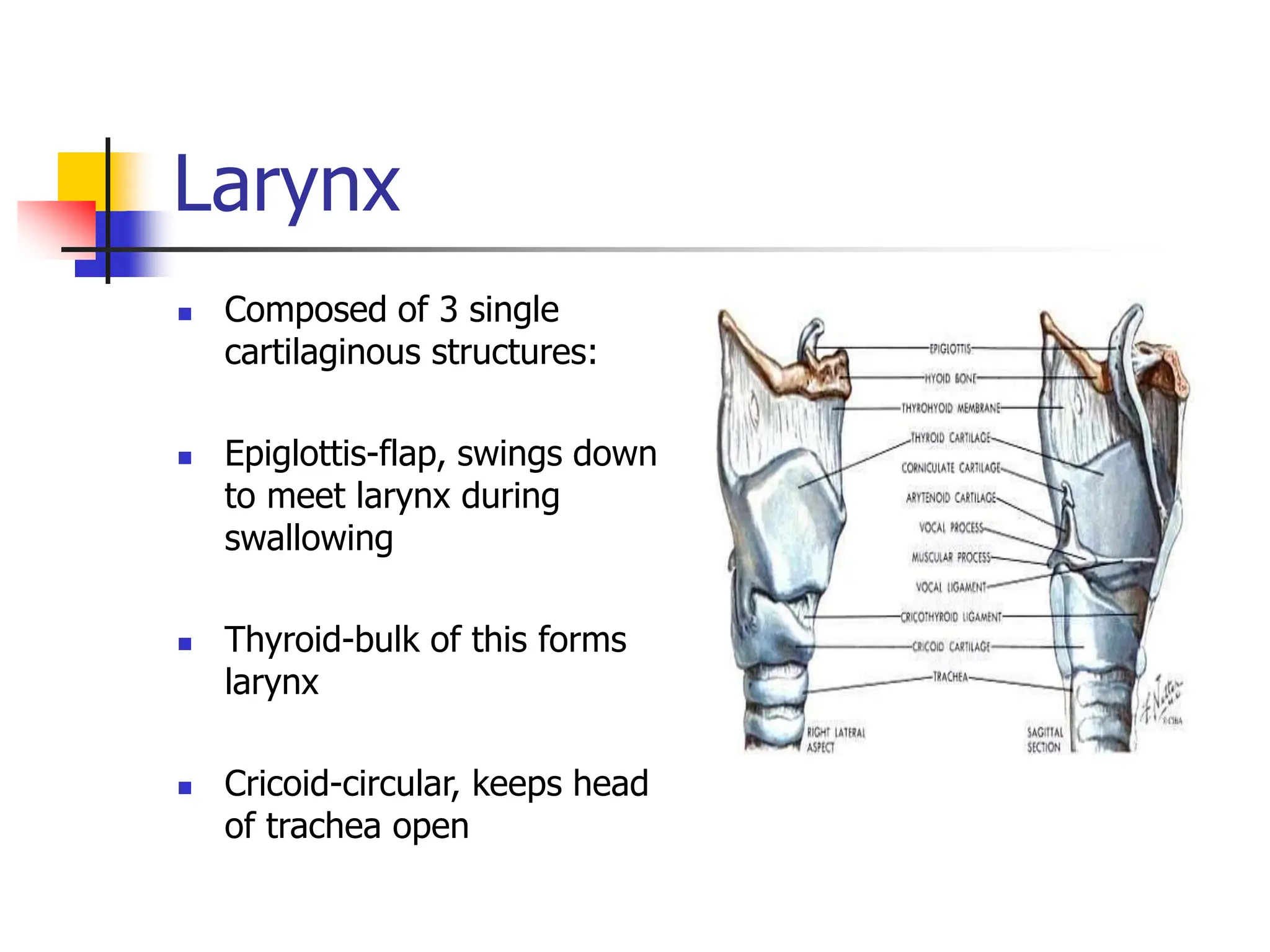 Basic Pulmonary anatomy, Physiology of respiratory system | PPTX
