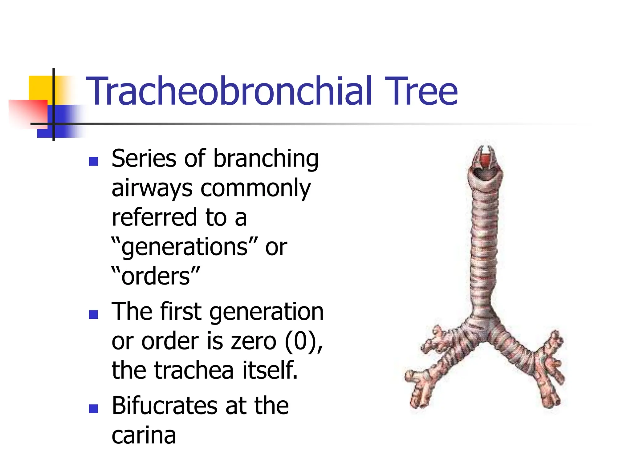 Basic Pulmonary anatomy, Physiology of respiratory system | PPTX