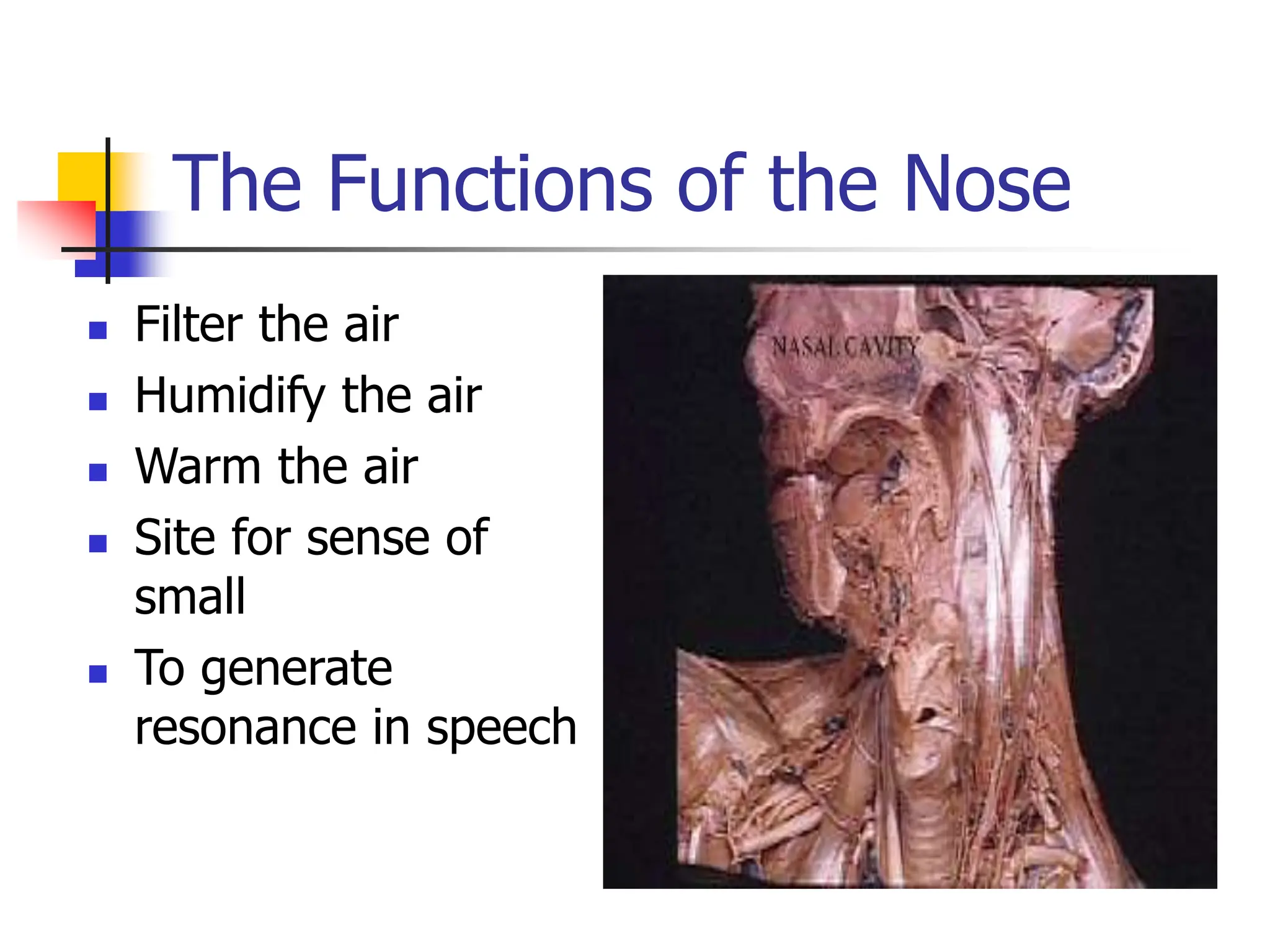 Basic Pulmonary anatomy, Physiology of respiratory system | PPTX