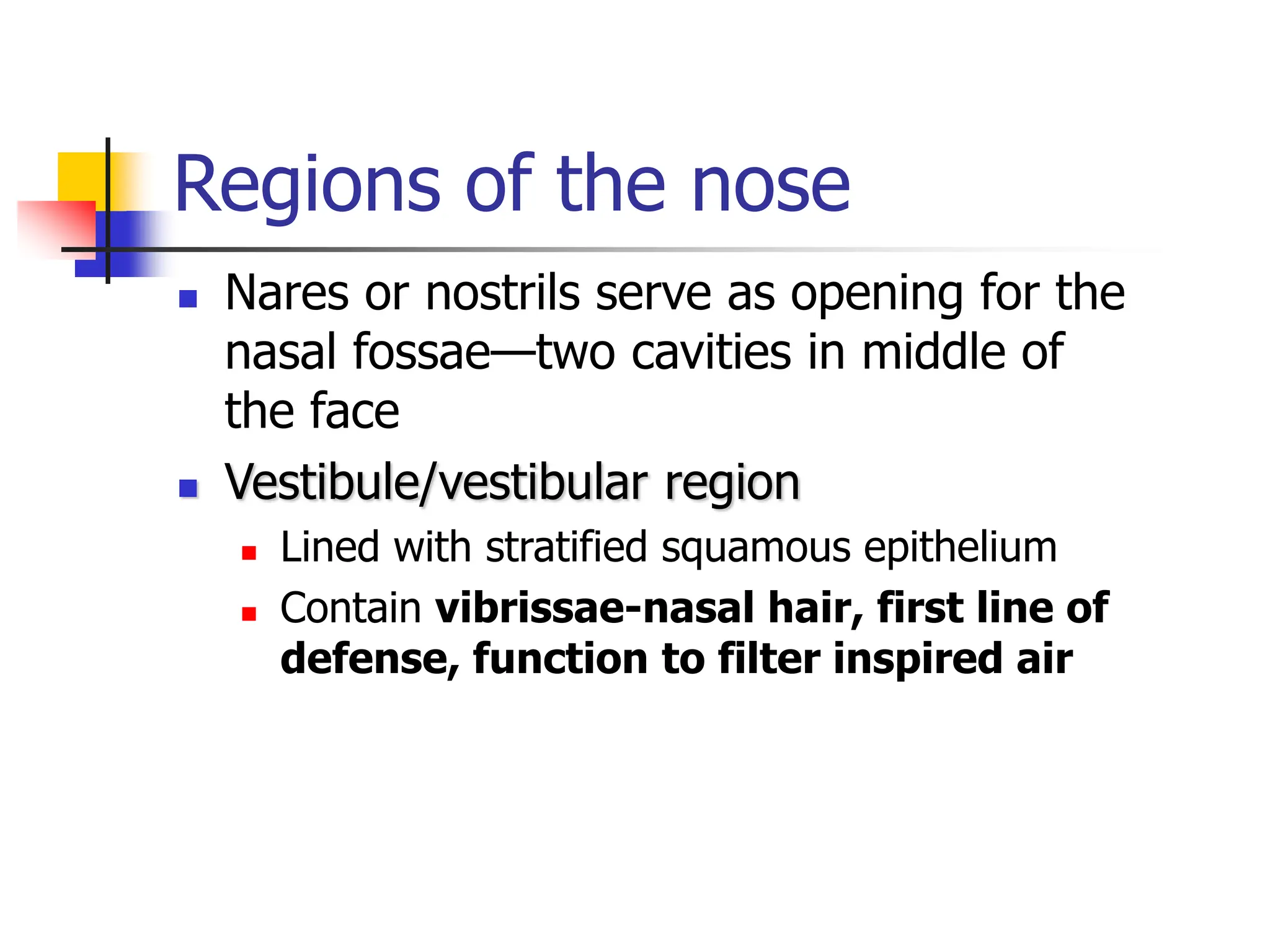 Basic Pulmonary anatomy, Physiology of respiratory system | PPTX