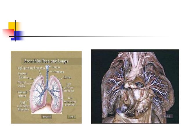 Basic Pulmonary anatomy, Physiology of respiratory system | PPT