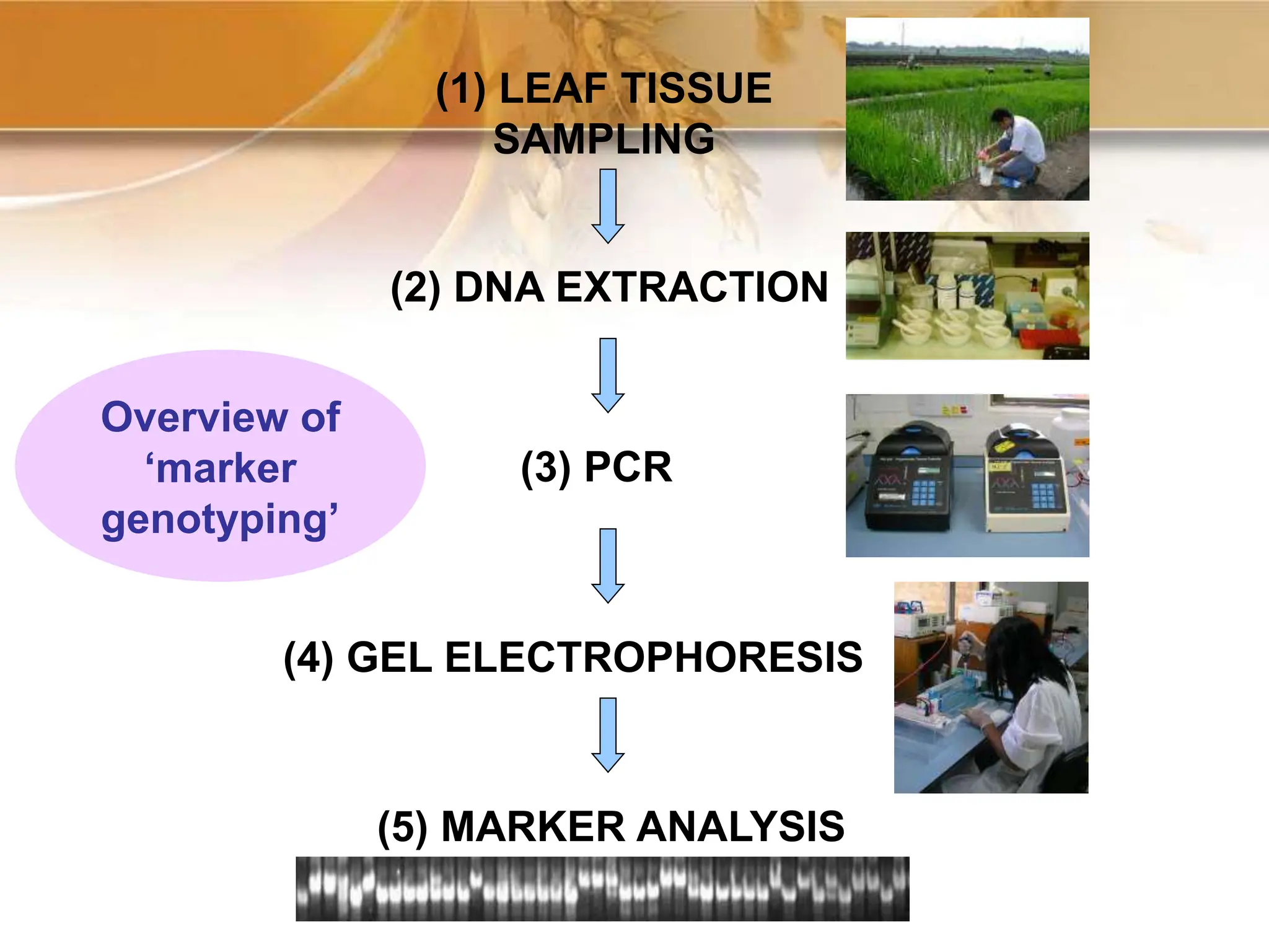 Basic_QTL_Marker-assisted_Selection_Sourabh.ppt