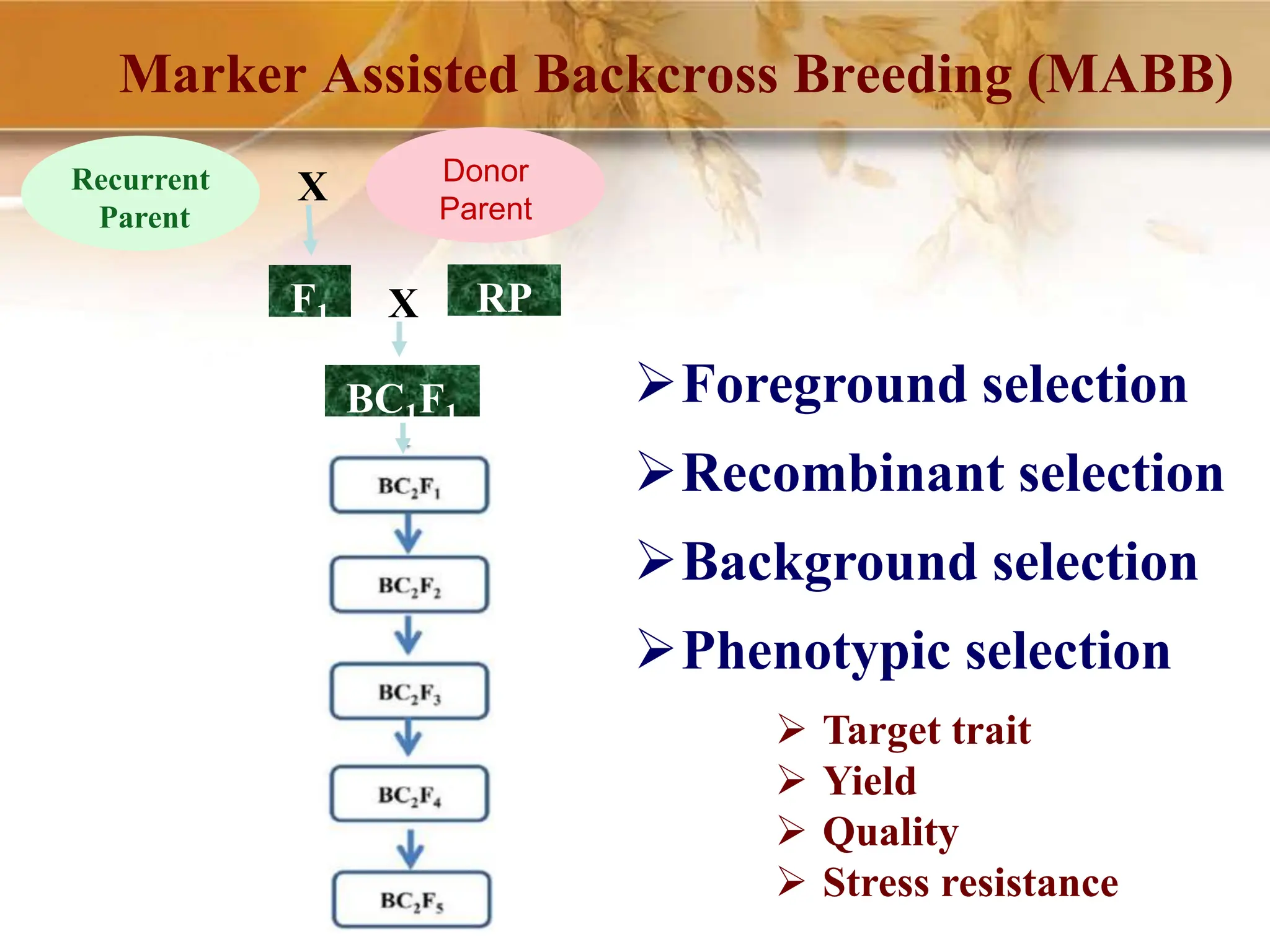 Basic_QTL_Marker-assisted_Selection_Sourabh.ppt