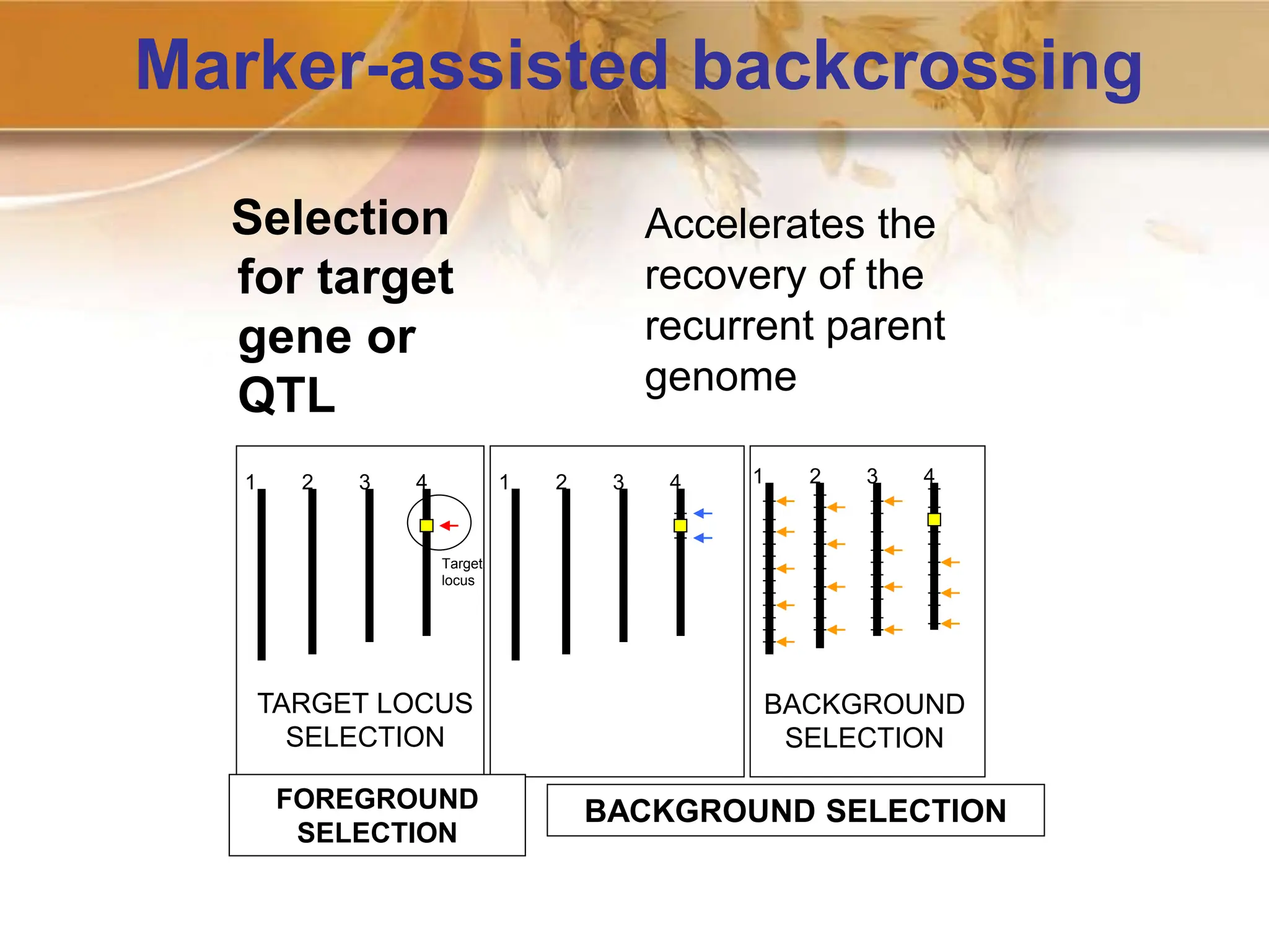 Basic_QTL_Marker-assisted_Selection_Sourabh.ppt