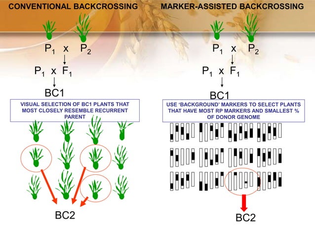 Basic_QTL_Marker-assisted_Selection_Sourabh.ppt