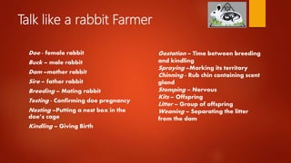 Basic Rabbit Training Module 1.pptx