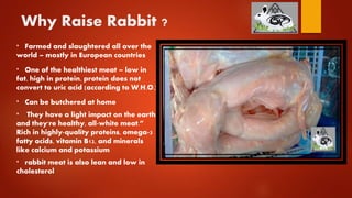 Basic Rabbit Training Module 1.pptx