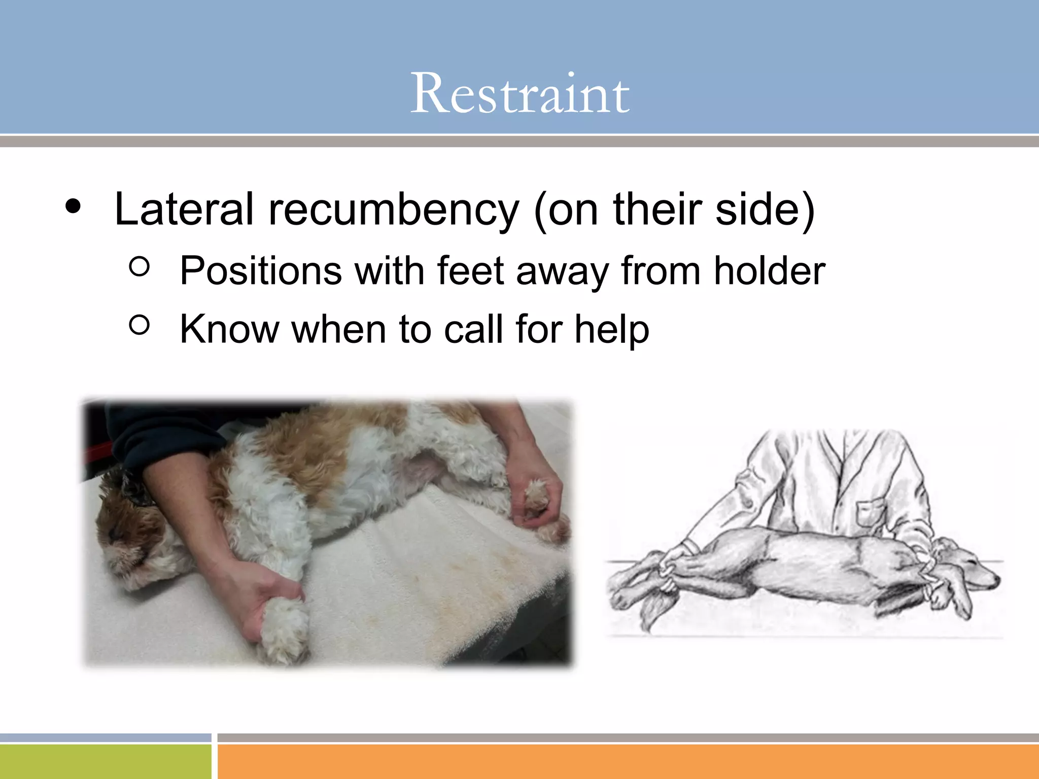 Basic Restraint and Understanding of Aggression in Dogs | PPT | First ...