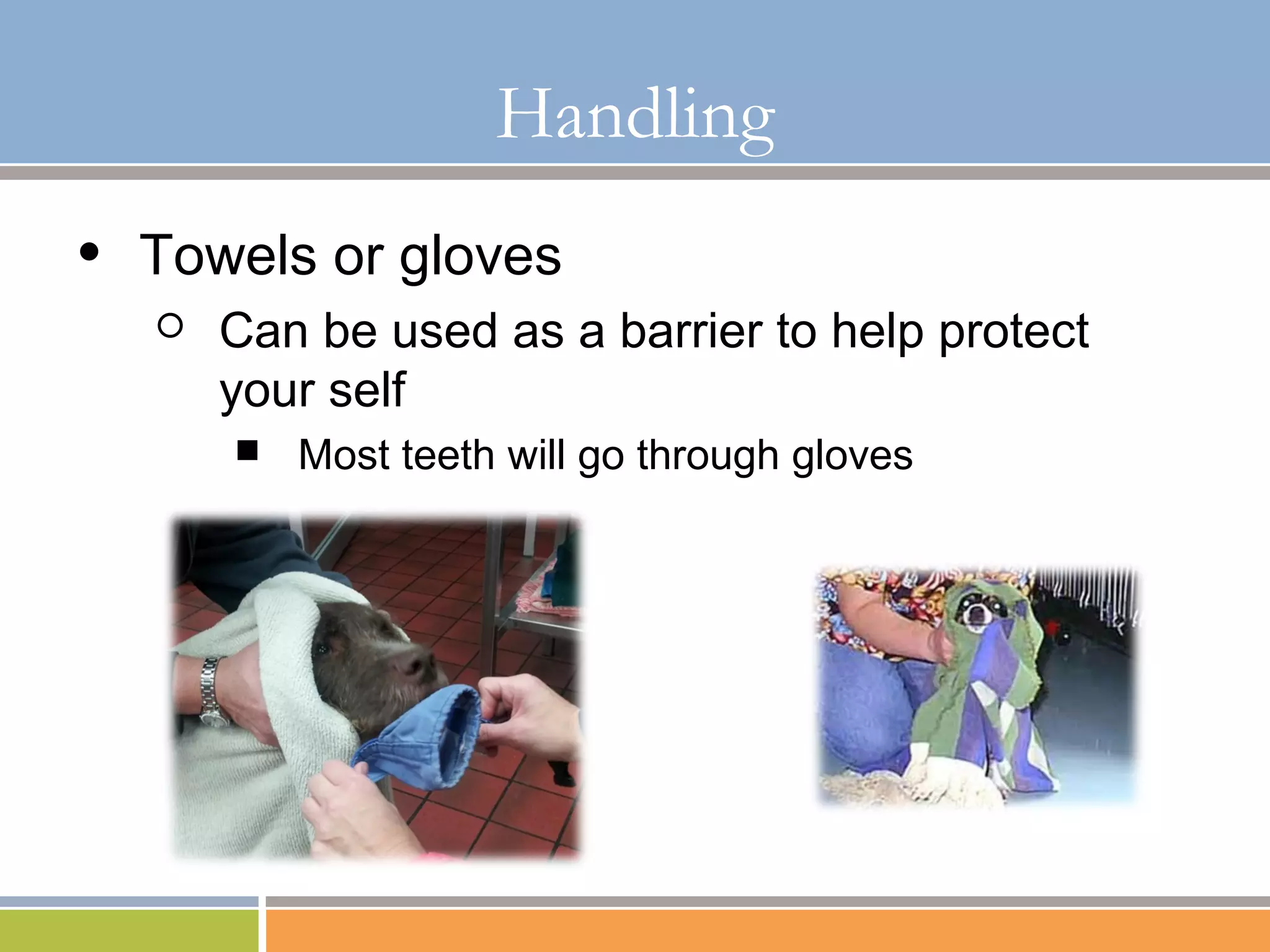 Basic Restraint and Understanding of Aggression in Dogs | PPT