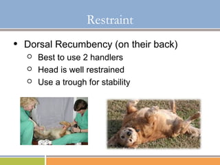 Basic Restraint and Understanding of Aggression in Dogs | PPT | First ...