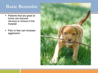 Basic Restraint and Understanding of Aggression in Dogs | PPT