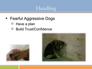 Basic Restraint and Understanding of Aggression in Dogs | PPT
