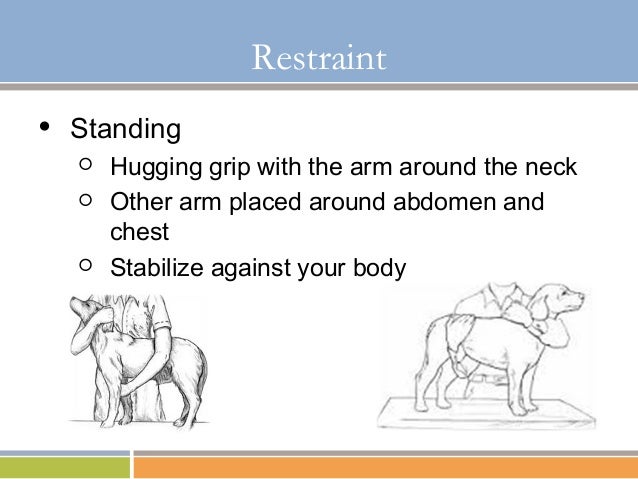 Basic Restraint and Understanding of Aggression in Dogs