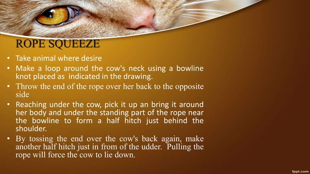 Basic rope work & restraining of animals | PPTX