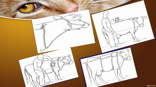 Basic rope work & restraining of animals | PPTX