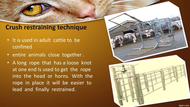 Basic rope work & restraining of animals | PPTX
