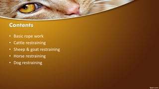 Basic rope work & restraining of animals | PPTX