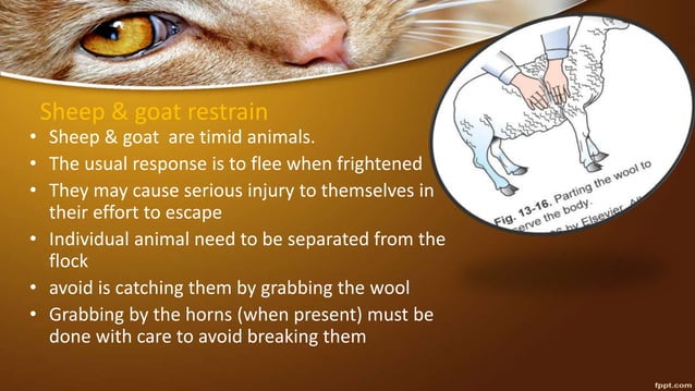 Basic rope work & restraining of animals | PPTX