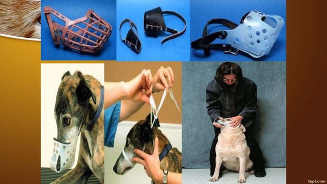 Basic rope work & restraining of animals | PPTX