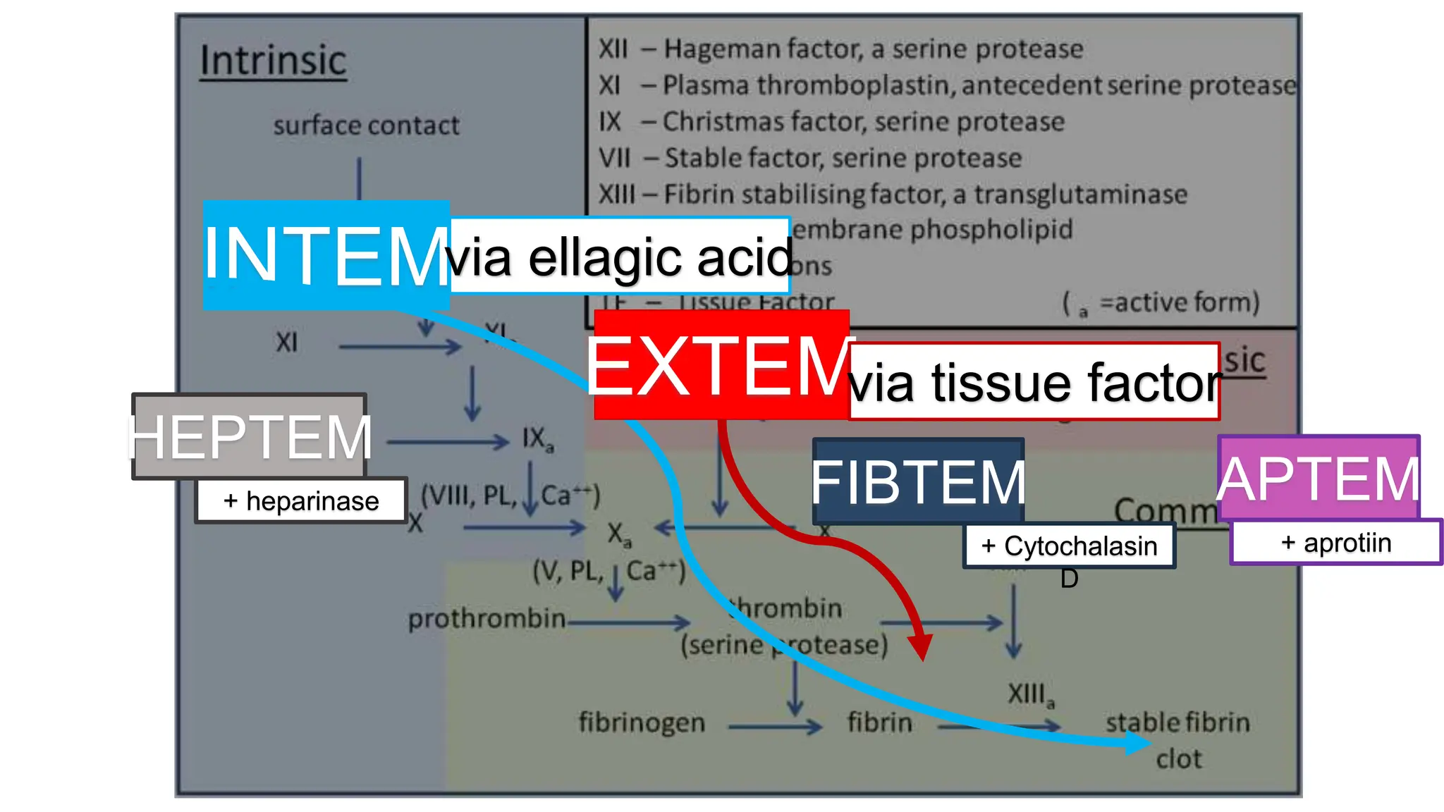 Basic Rotational ThromboelastometryROTEM | PPTX