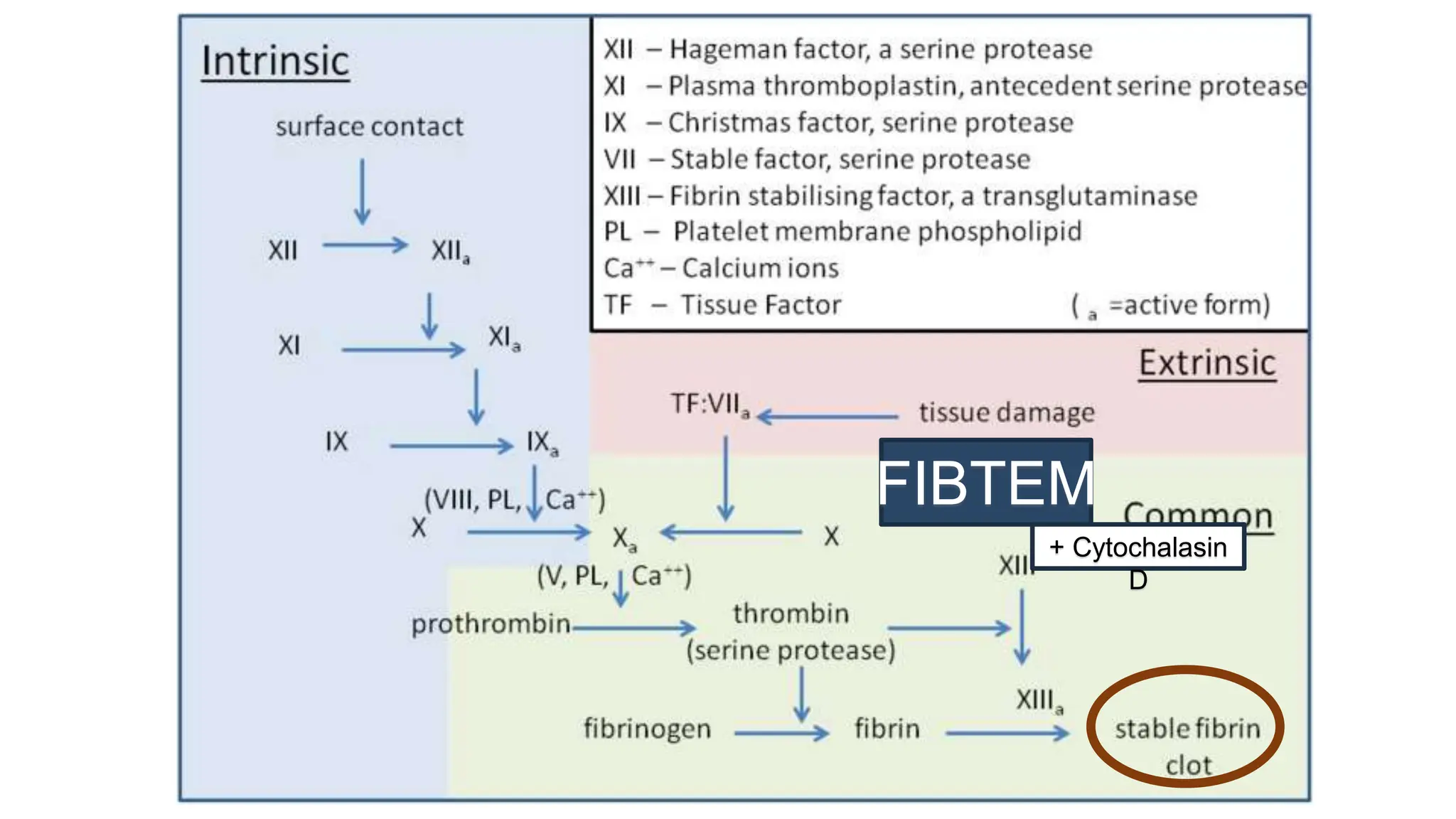 Basic Rotational ThromboelastometryROTEM | PPTX