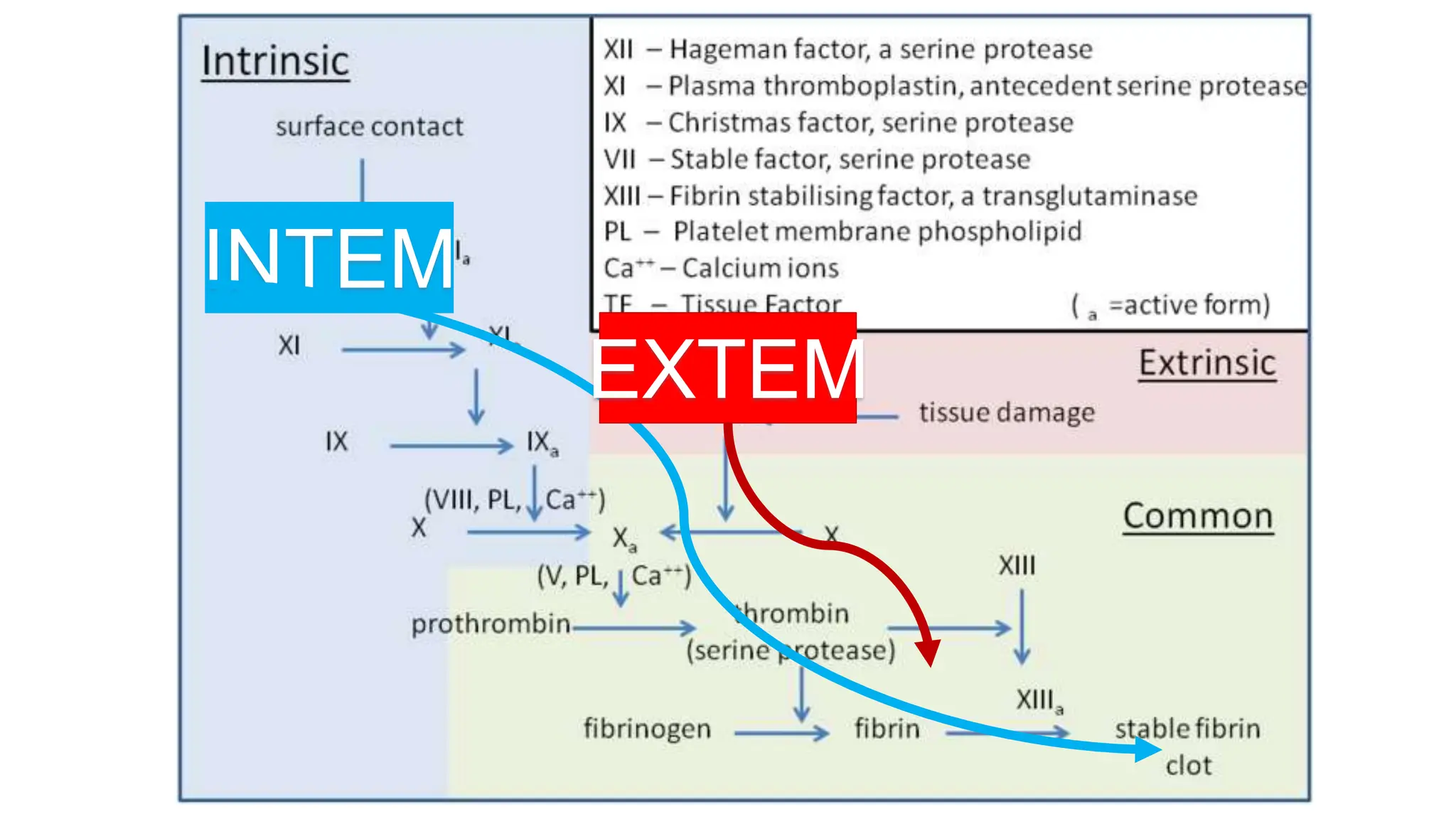 Basic Rotational ThromboelastometryROTEM | PPTX