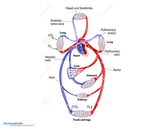 Basic Anatomy, Physiology and Terminology - Dr Rohit Bhaskar | PPT