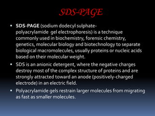 Basics of protein biochemistry | PPTX
