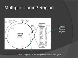 Basics of molecular cloning | PPT