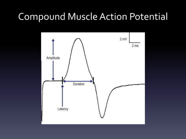 ncs study - basics of nerve conduction study | PPTX | Brain and Nervous ...