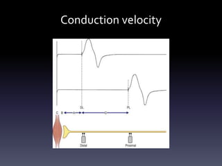 ncs study - basics of nerve conduction study | PPTX
