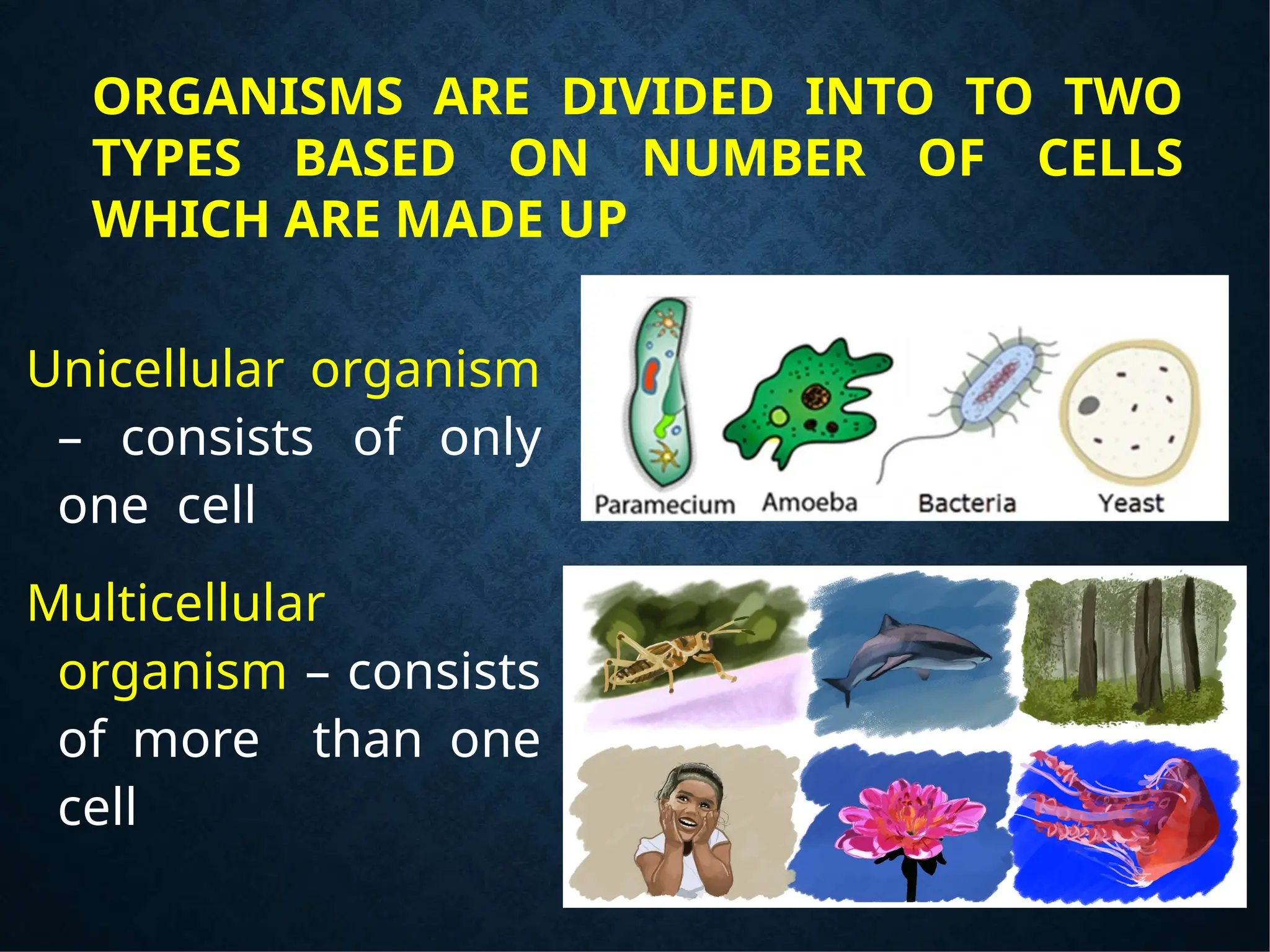 Basics about Cell types and Cell Theory ppt.pptx