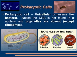 Basics about Cell types and Cell Theory ppt.pptx