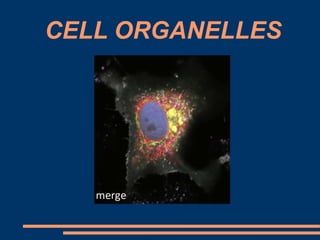 Basics about Cell types and Cell Theory ppt.pptx