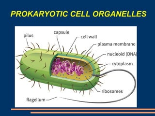 Basics about Cell types and Cell Theory ppt.pptx