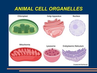 Basics about Cell types and Cell Theory ppt.pptx