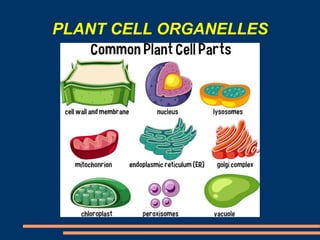 Basics about Cell types and Cell Theory ppt.pptx