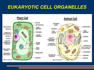 Basics about Cell types and Cell Theory ppt.pptx