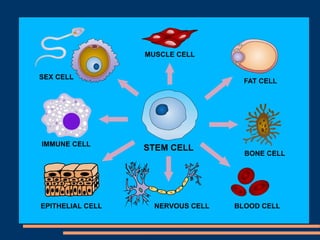 Basics about Cell types and Cell Theory ppt.pptx