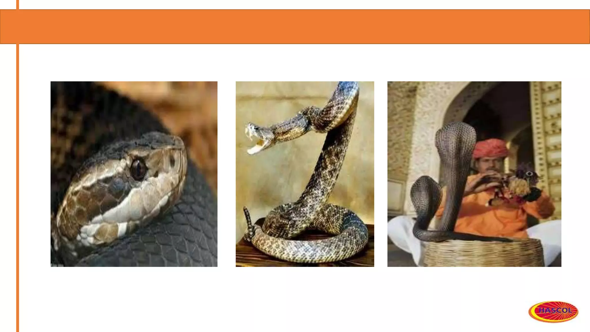 Basic safety against snake bite at work place | PPTX